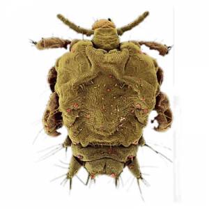 Tipos de Plagas – Terminex